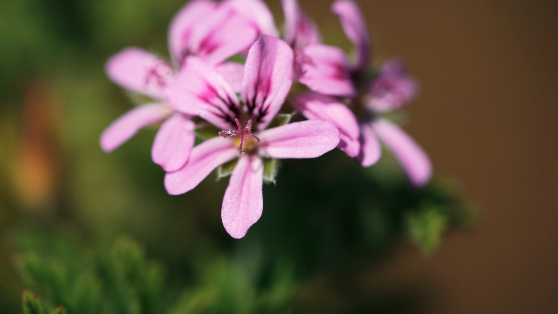 Géranium Bourbon : Couleurs et Fragrances des Hauts Plateaux de Madagascar - Laboratoire Altho